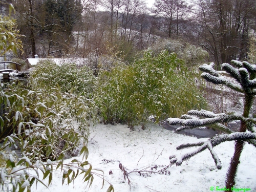 Phyllostachys Decora