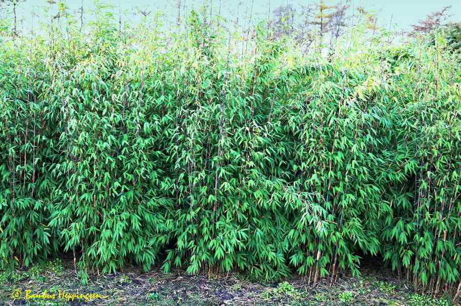 Fargesia-Violet-Woods