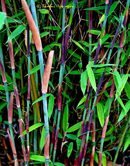 Fargesia-Violet-Woods